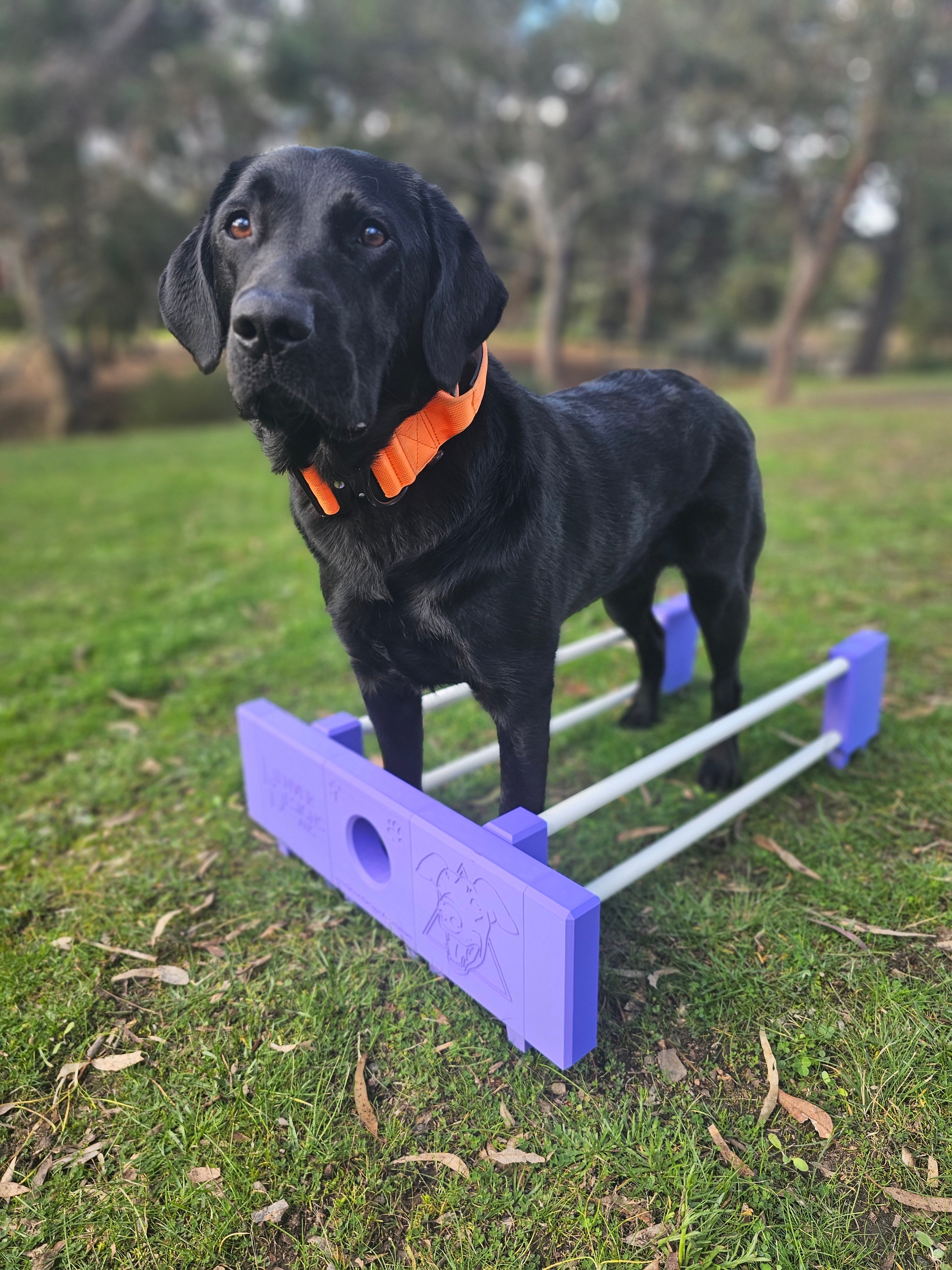 Obedience – Denver Designs Aus